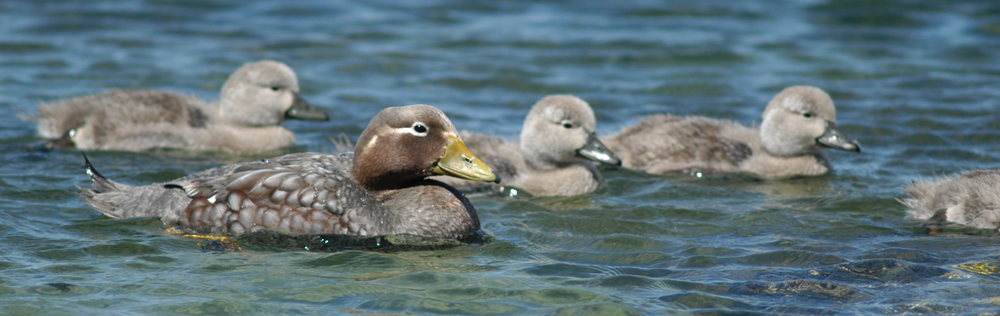 THE NATURAL ENVIRONMENT, Falkland Islands