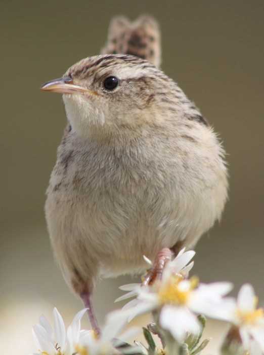 GRASS WREN (SHORT-BILLED MARSH WREN) Cistothorus platensis falklandicus