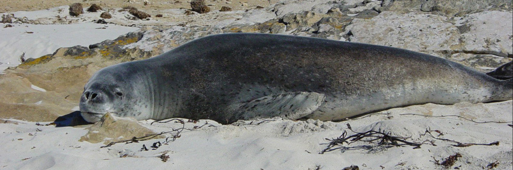 LEOPARD SEAL Hydrurga leptonyx , Falkland Islands