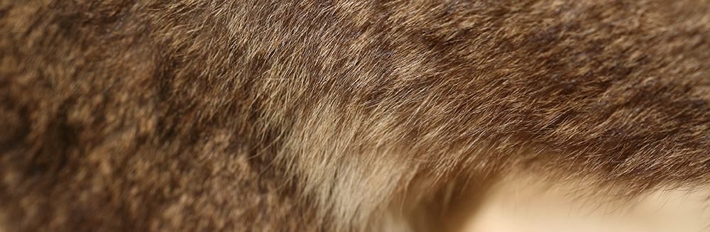 WARRAH Dusicyon australis- Description, Falkland Islands