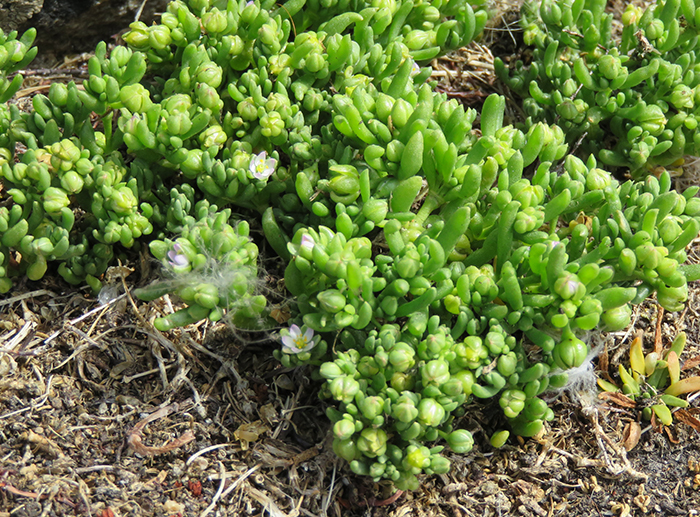 LESSER SEA-SPURREY Spergularia marina, Flora, Falkland Islands