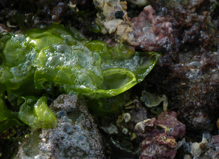 MARINE ALGAE, Falkland Islands