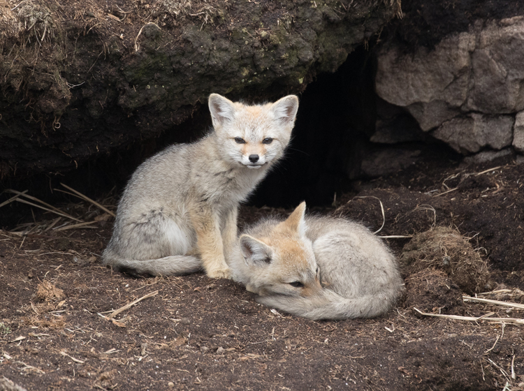 PATAGONIAN FOX (Argentine Grey Fox) Lycalopex griseus (introduced ...