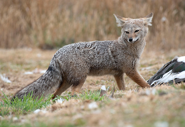 PATAGONIAN FOX (Argentine Grey Fox) Lycalopex griseus (introduced ...