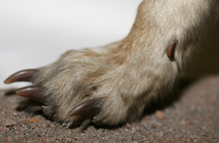 WARRAH Dusicyon australis- Description, Falkland Islands