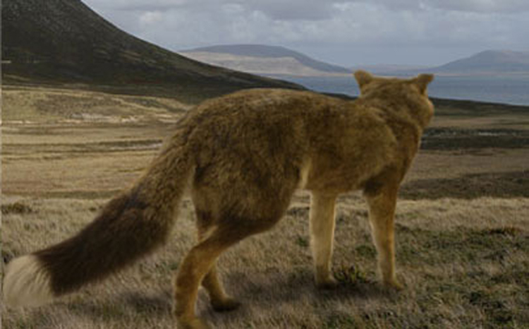 WARRAH Dusicyon australis- reduction and extinction, Falkland Islands